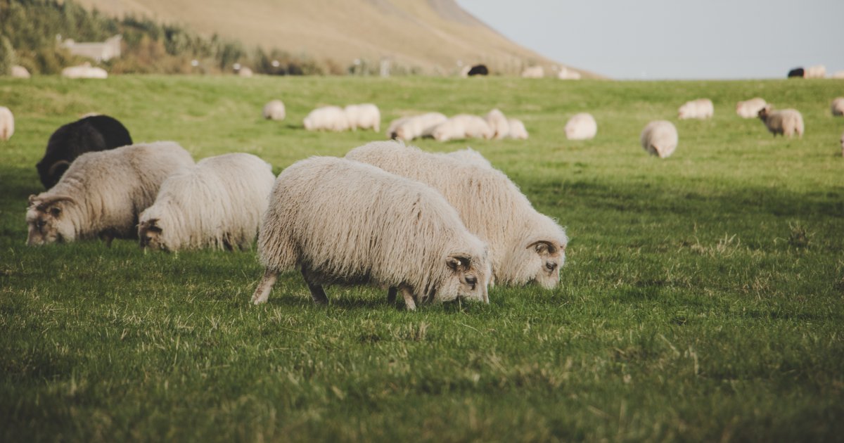 Het verhaal van twee mannen en een schaap